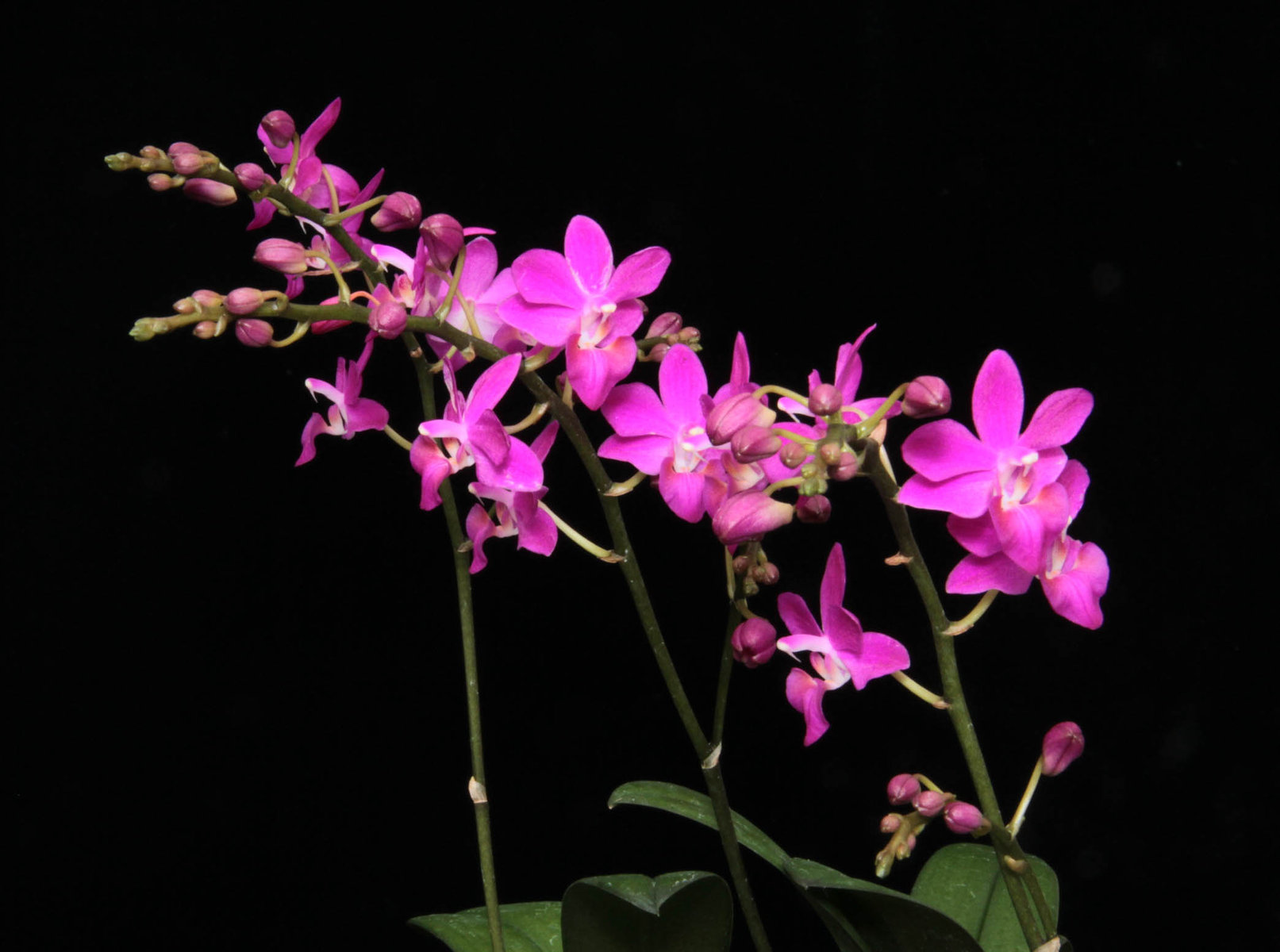 ランと遊ぶ : Phal. Purple Gem