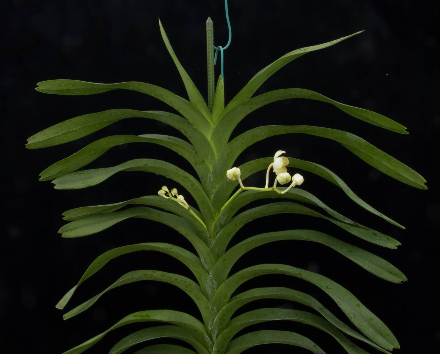 ランと遊ぶ : Vanda dearei 引き続き昨年を振り返っています。