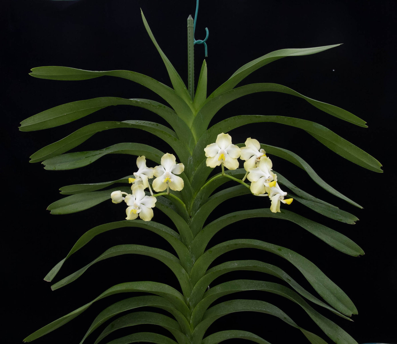 ランと遊ぶ : Vanda dearei 引き続き昨年を振り返っています。