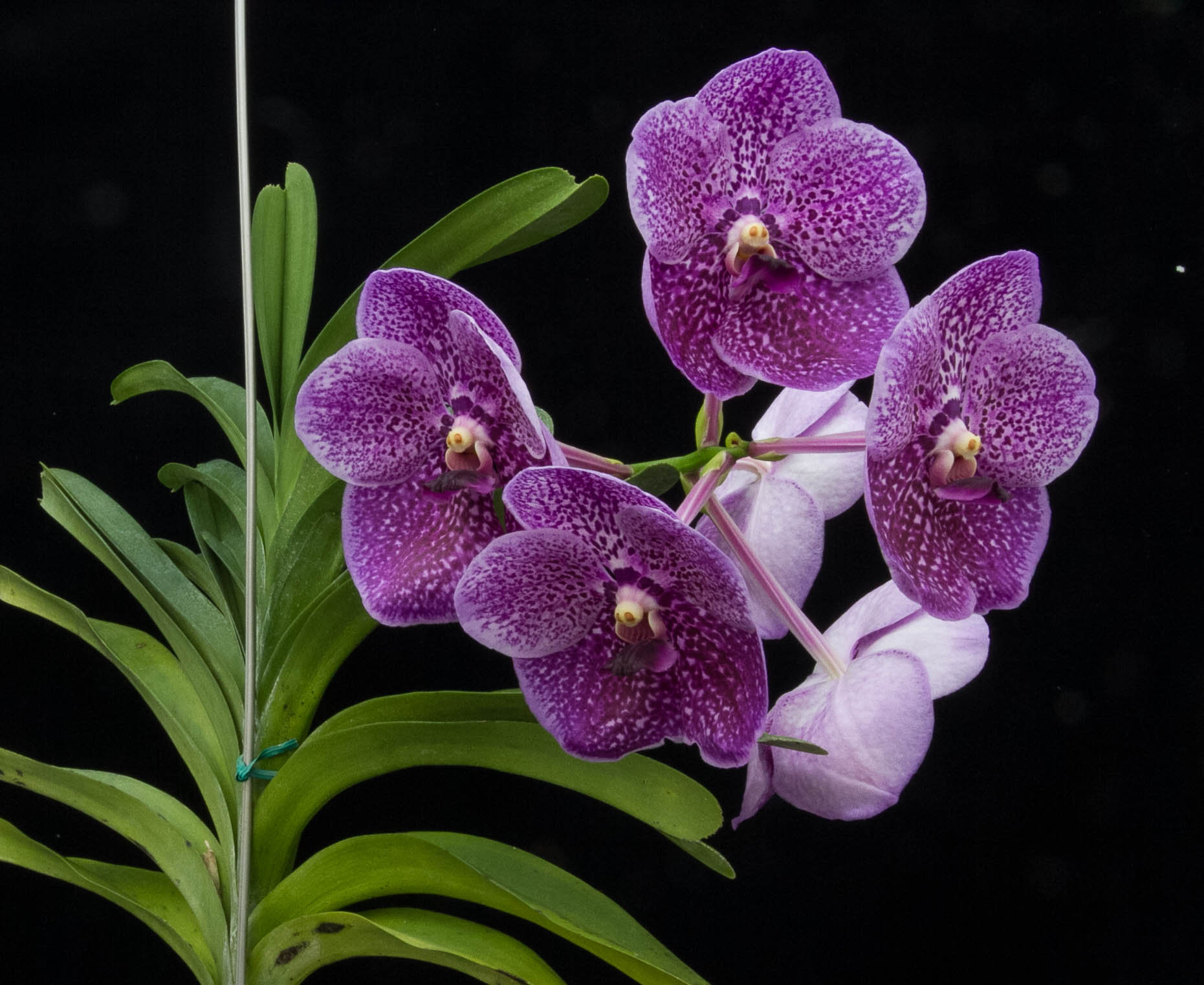 ランと遊ぶ : Vanda Robert's Delight 'Big Blue'