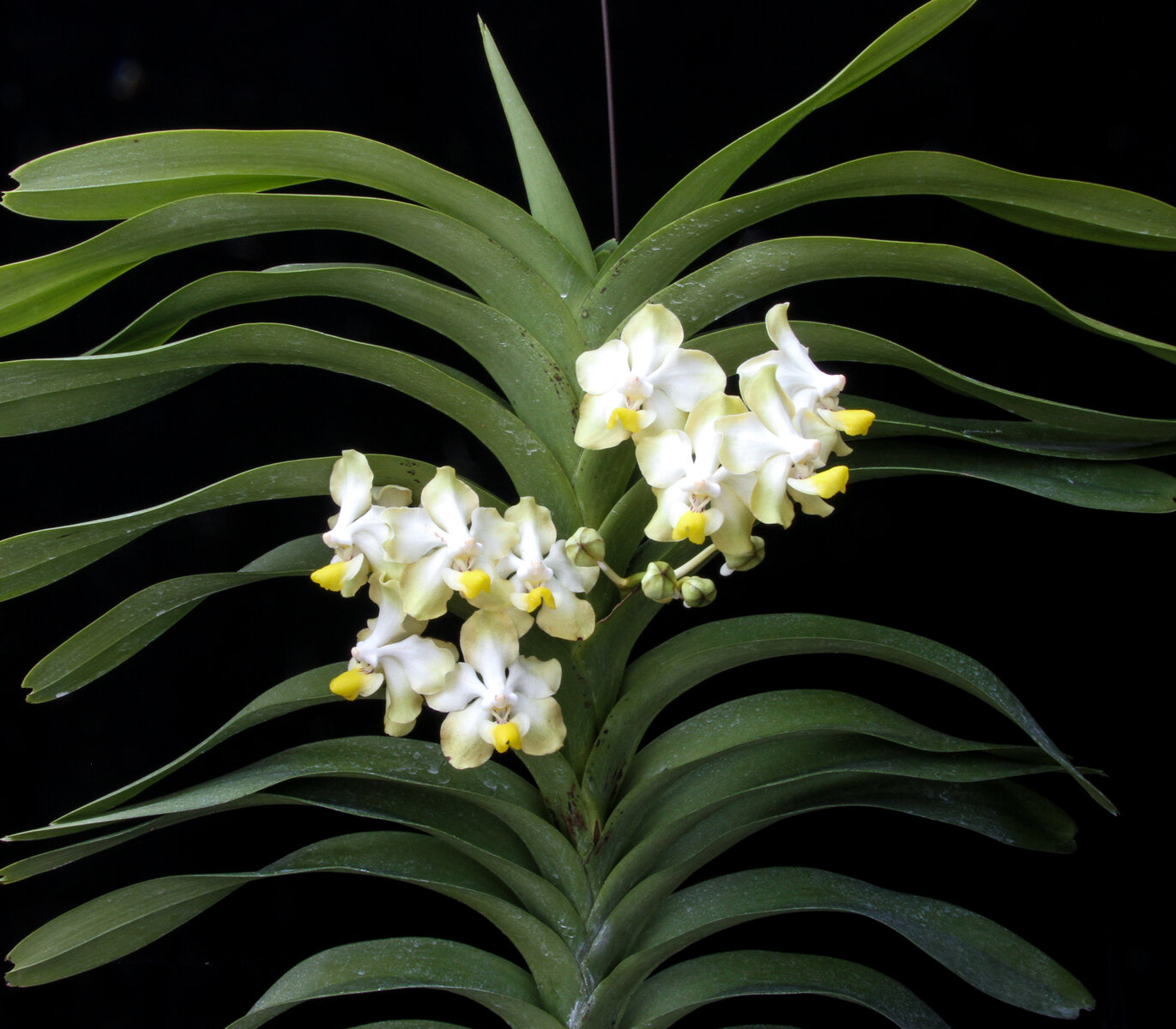 ランと遊ぶ : Vanda dearei