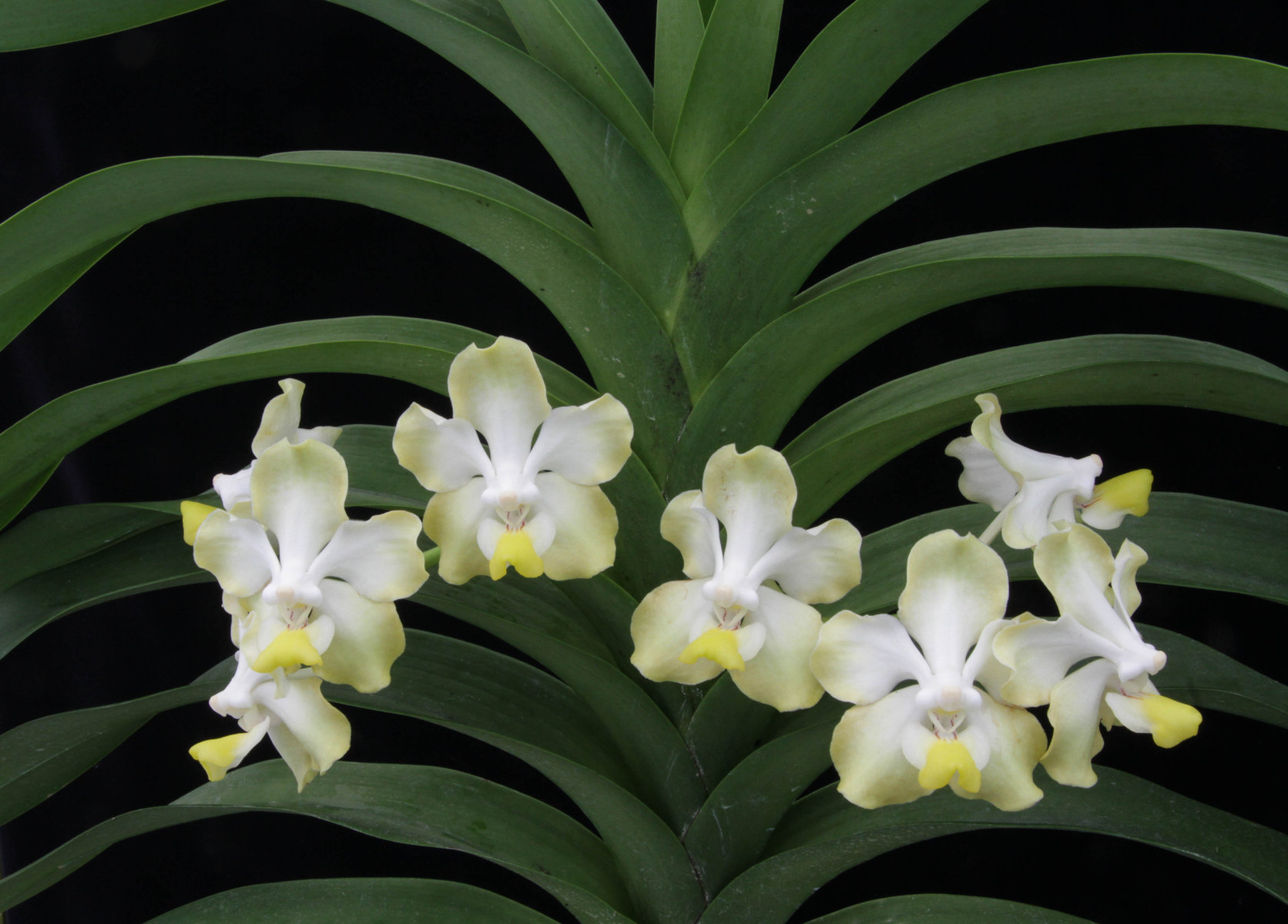 ランと遊ぶ : 2017年 ベストテン - 9 Vanda dearei