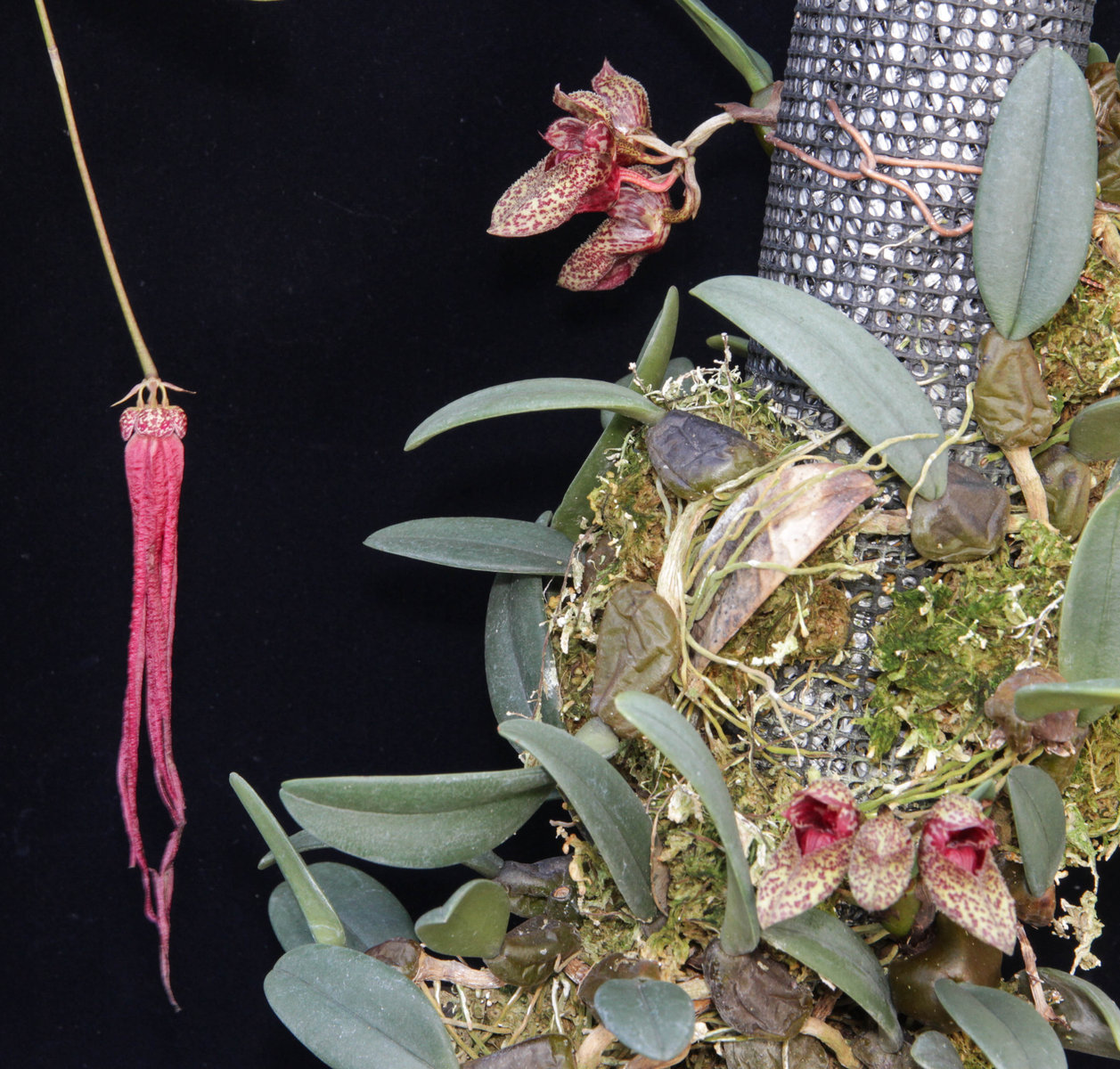 ランと遊ぶ : Bulb. frostii x plumatum 交配