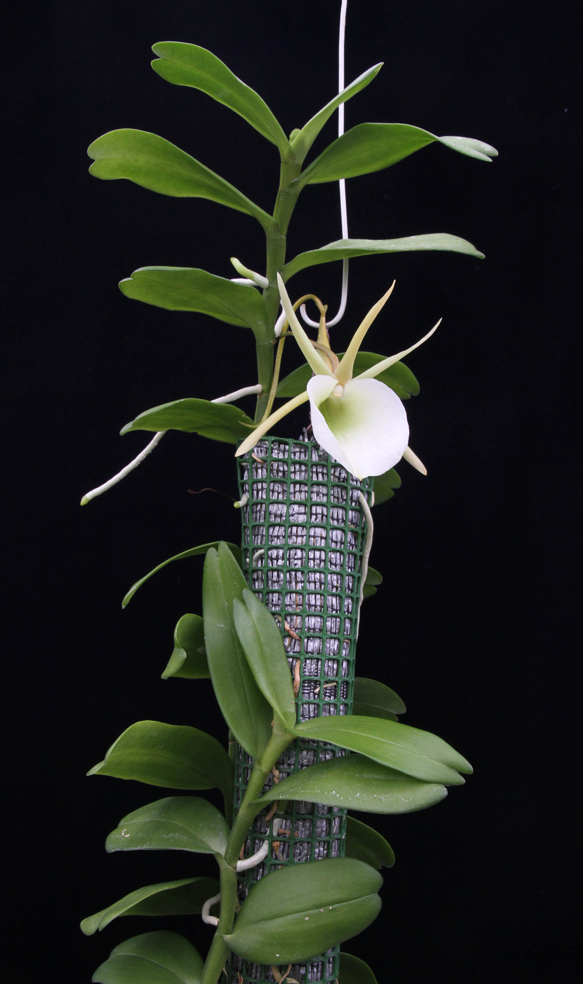 ランと遊ぶ : Angraecum infundibulare 今年初めてです。