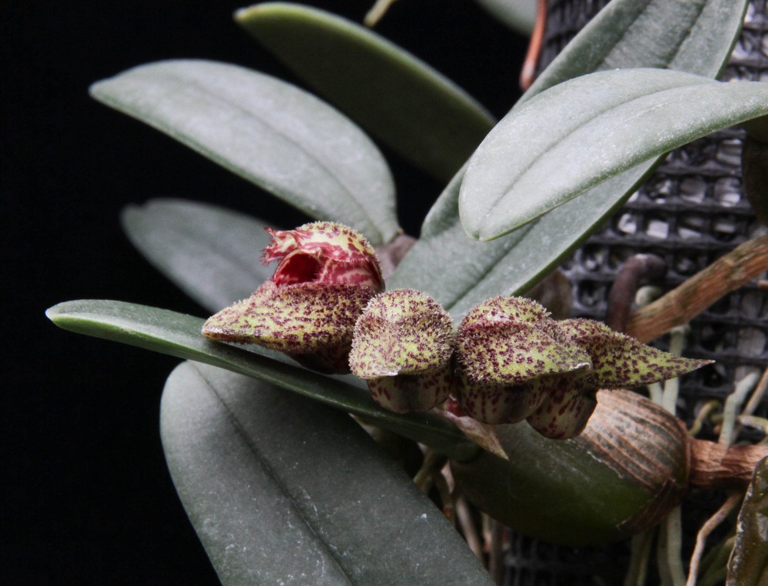 ランと遊ぶ : Bulb. frostii