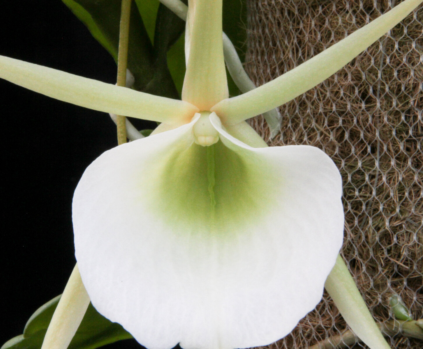 ランと遊ぶ : Angraecum infundibulare