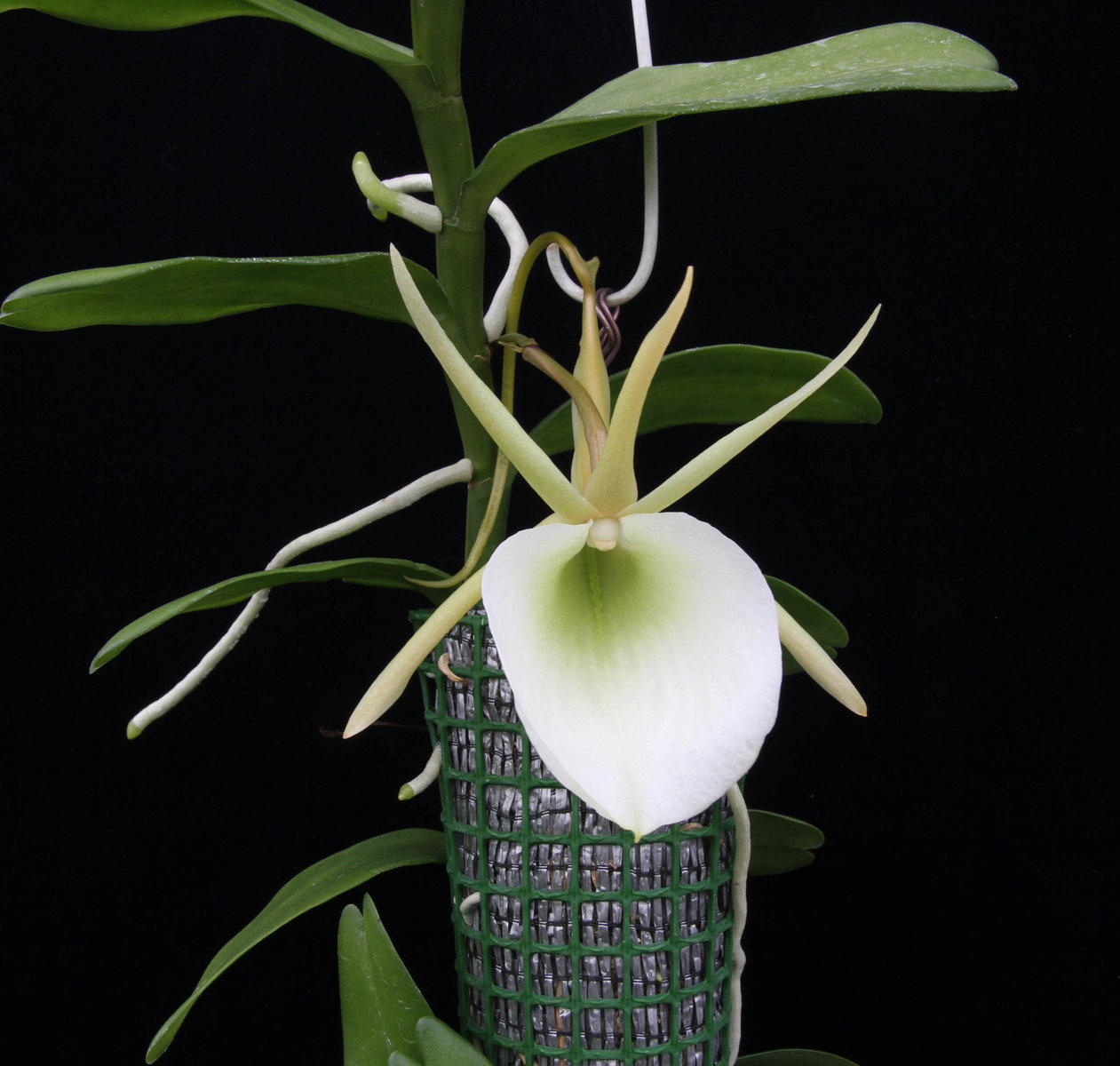 ランと遊ぶ : Angraecum infundibulare 今年初めてです。