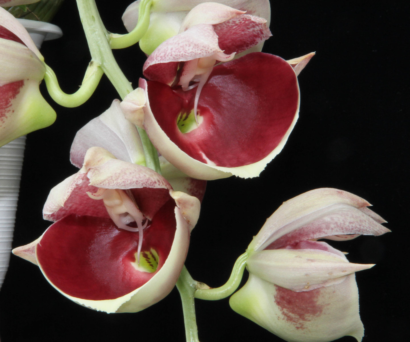 ランと遊ぶ : Catasetum pileatum 'Imperiale Pierre Couret' HCC/AOS