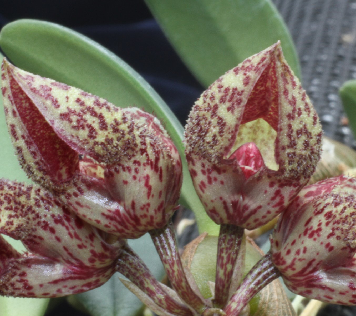 ランと遊ぶ : Bulb.frostii マクロレンズの世界です。