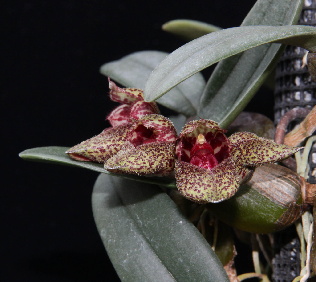 ランと遊ぶ : Bulb. frostii