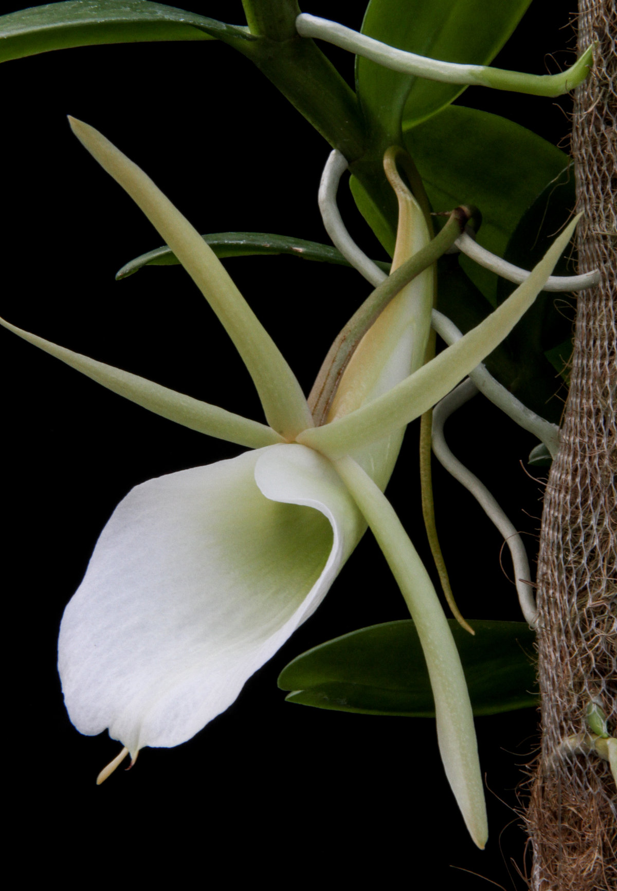 ランと遊ぶ : Angraecum infundibulare 開花