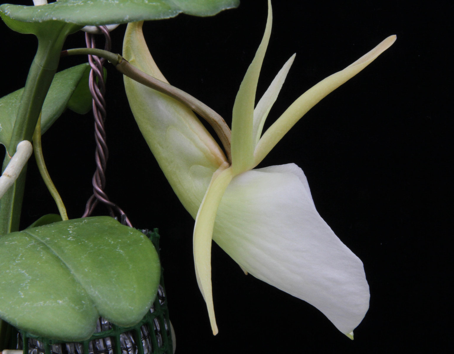 ランと遊ぶ : Angraecum infundibulare 今年初めてです。
