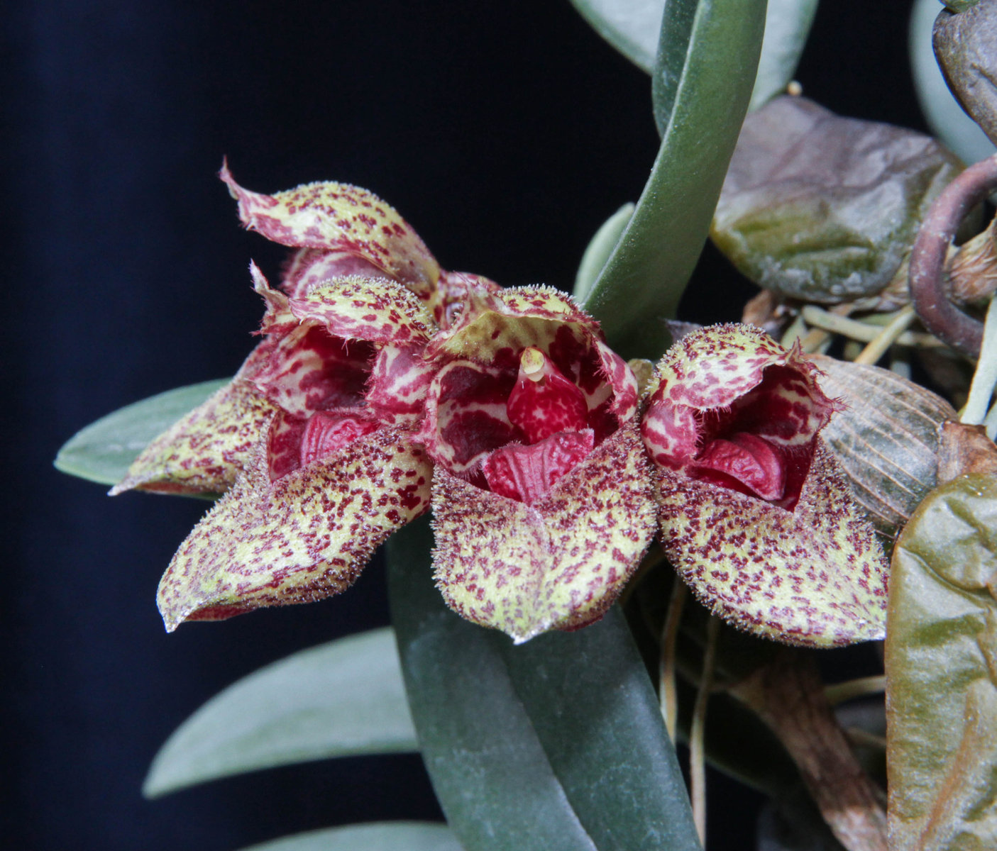 ランと遊ぶ : Bulb. frostii