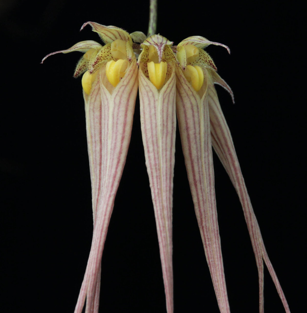 ランと遊ぶ : Bulb. longissimum 大株になりましたが、