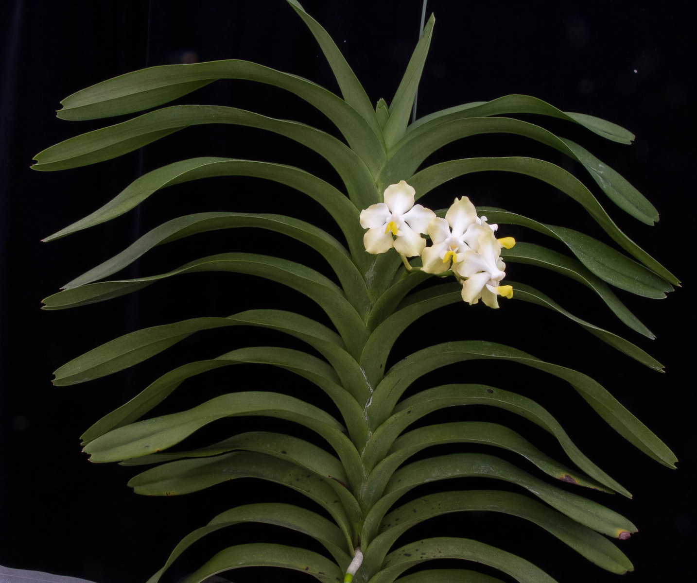 ランと遊ぶ : Vanda dearei 2回目の開花