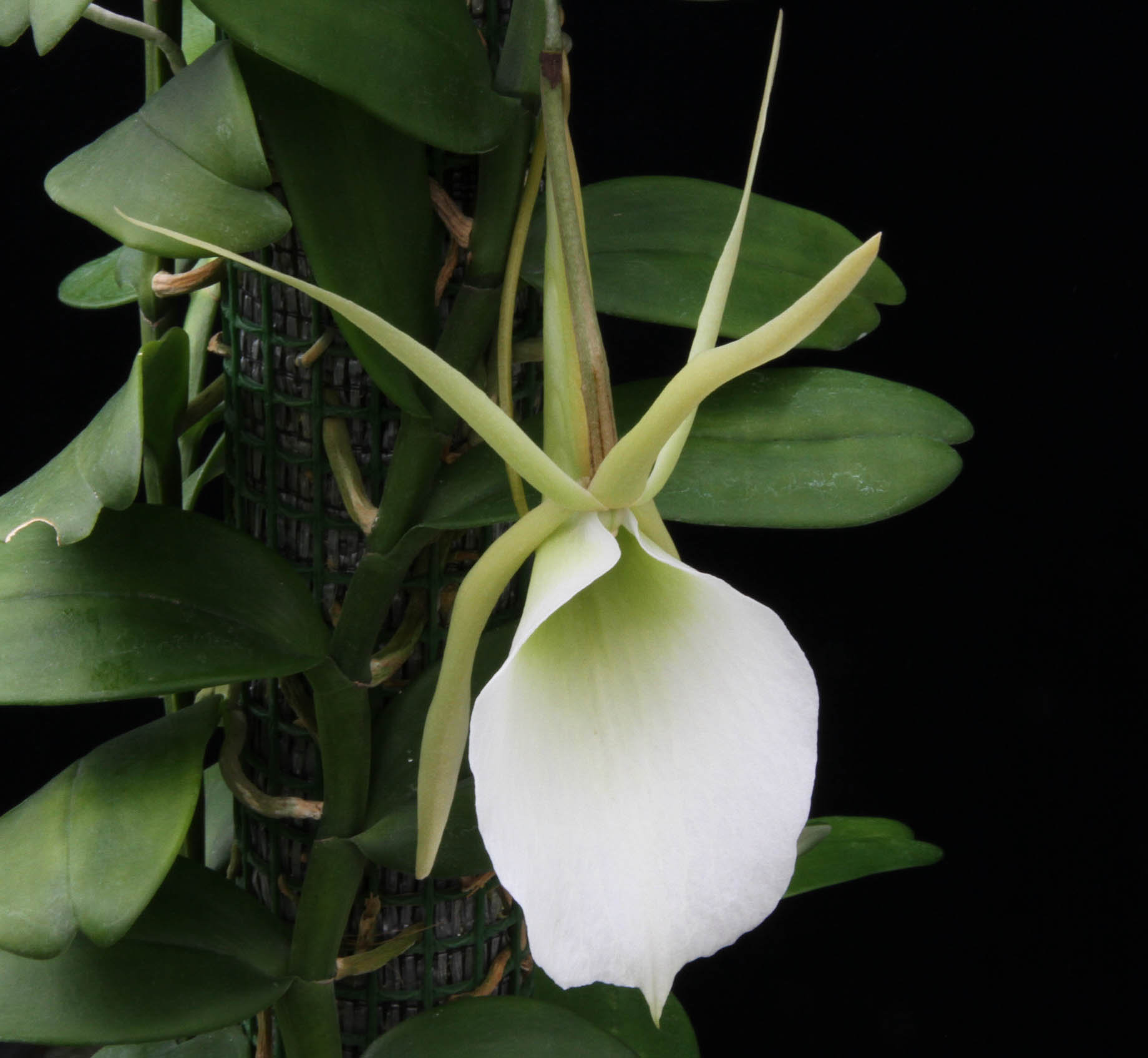 ランと遊ぶ : Angraecum infundibulare 良くできました。