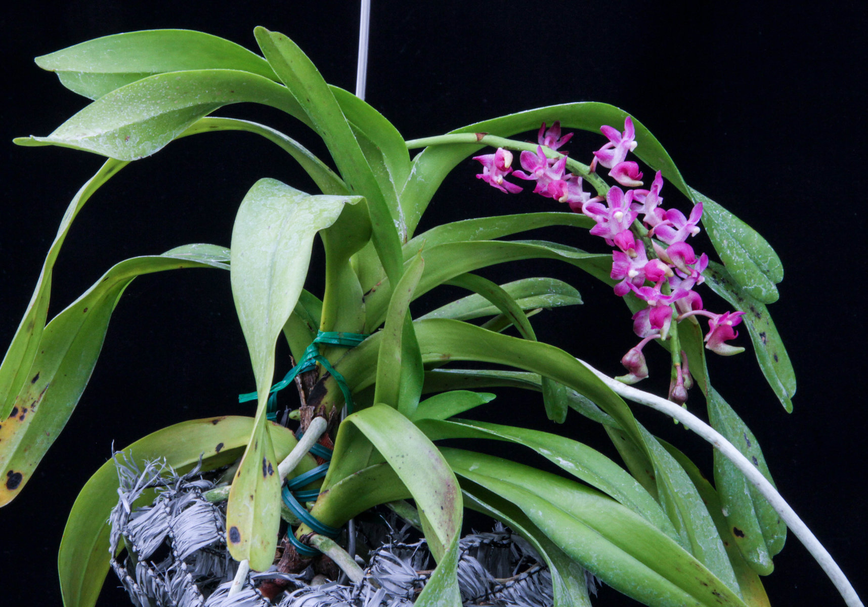 ランと遊ぶ : Aerides quinquevulnera 子株