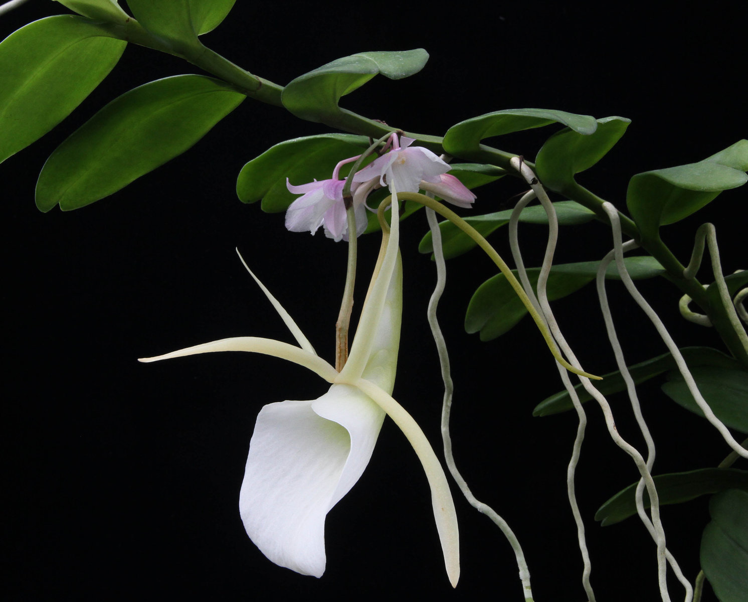 ランと遊ぶ : Angraecum infundibulare イタズラ