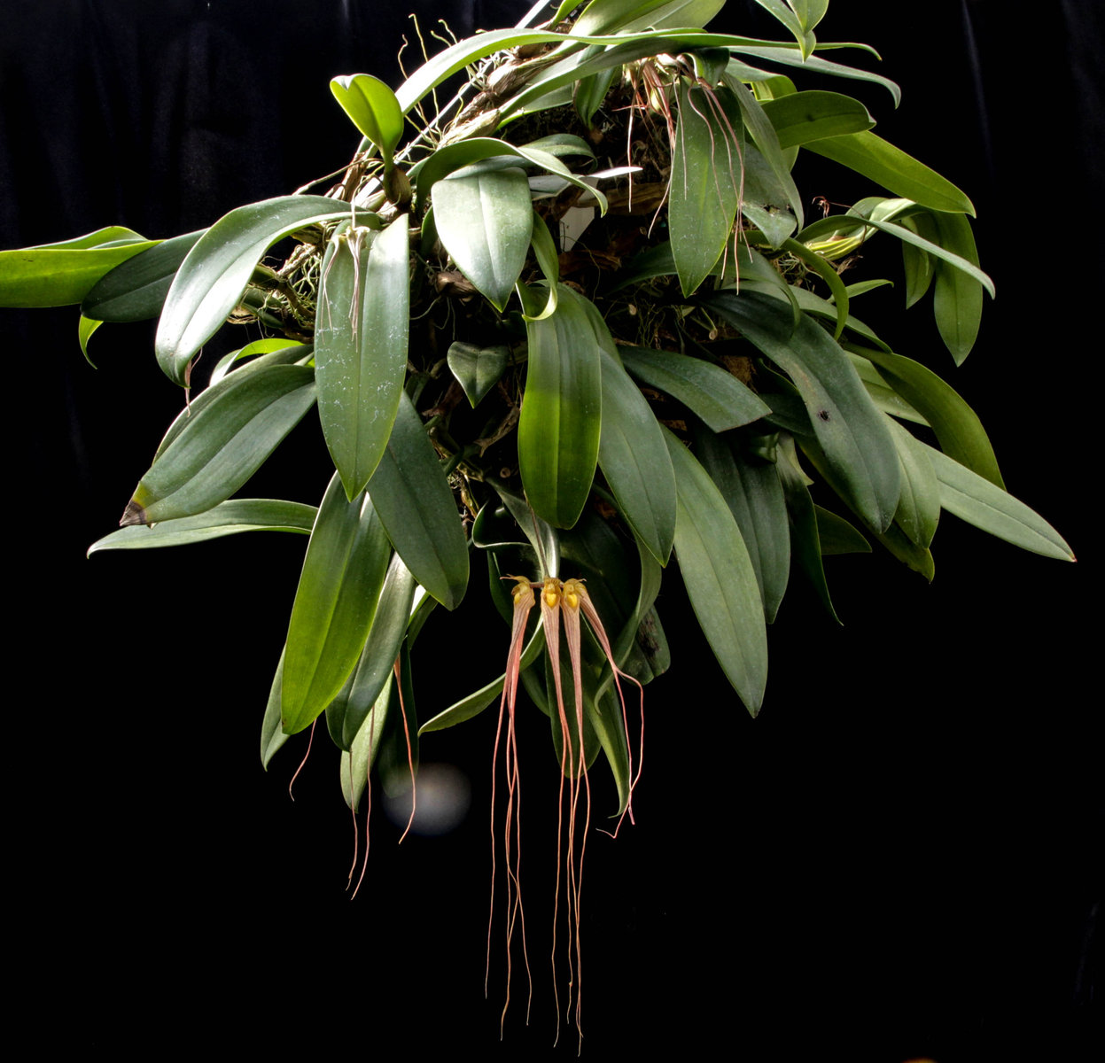 ランと遊ぶ : Bulb. longissimum 高温多湿？