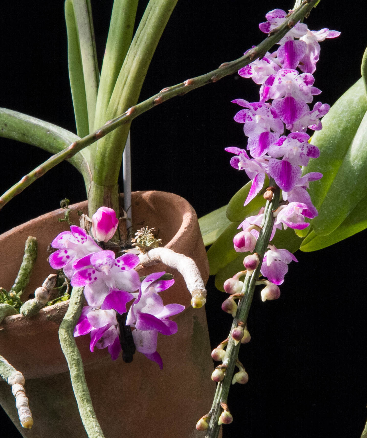ランと遊ぶ : Aerides multiflora 'Big Aso' 大事な一株