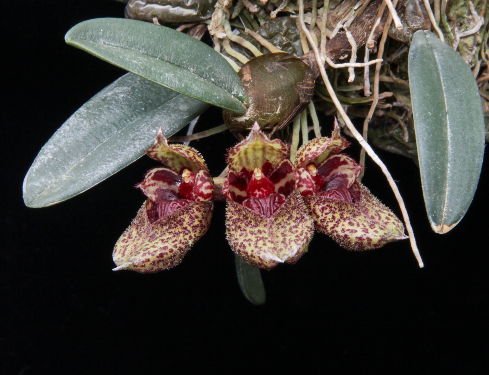 ランと遊ぶ : Bulb. frostii + Bulb. plumatum 合わせて一本