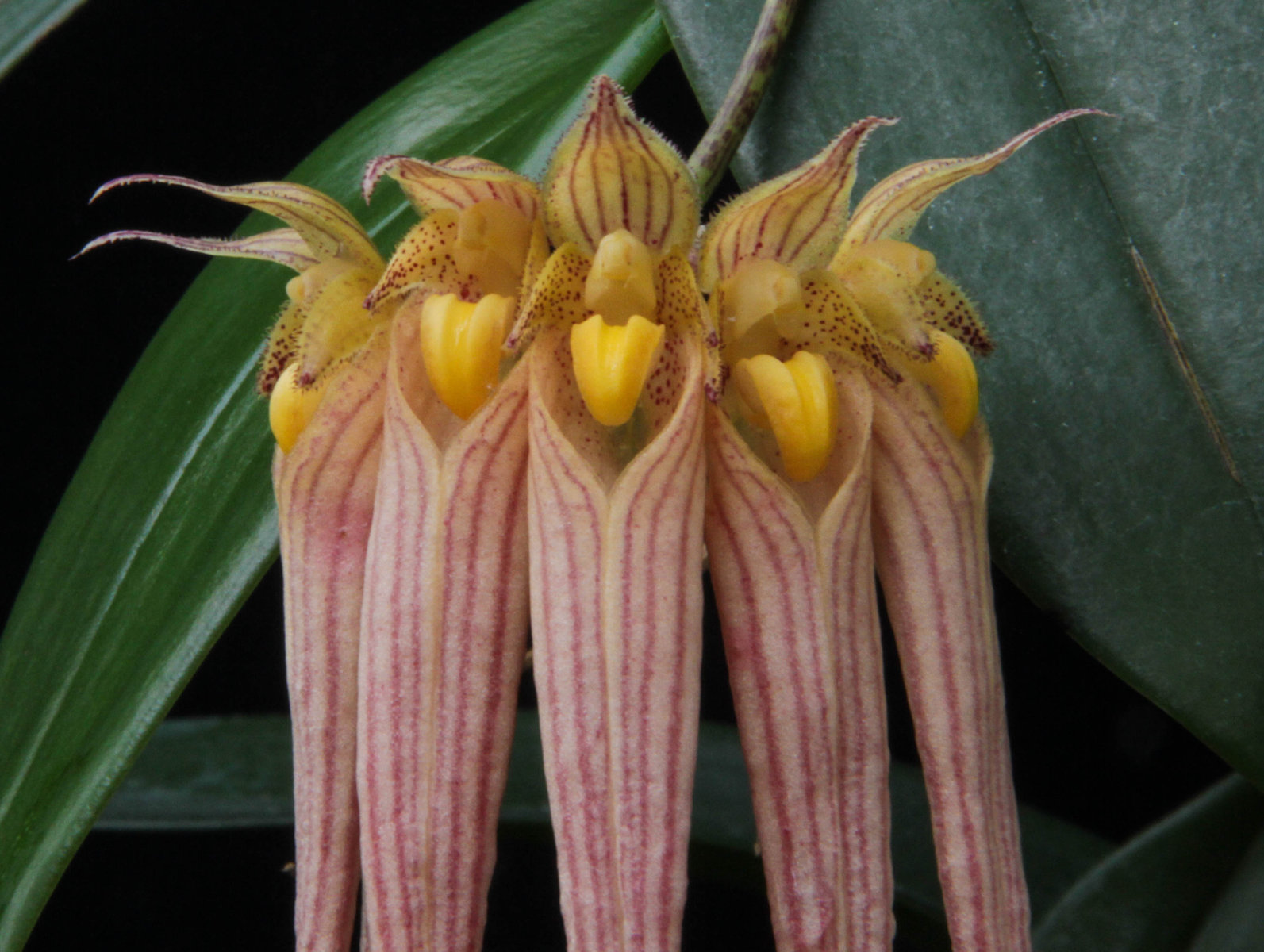 ランと遊ぶ : Bulb. longissimum 6輪