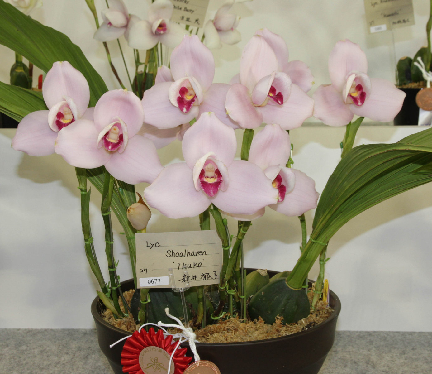 ランと遊ぶ : 日本大賞