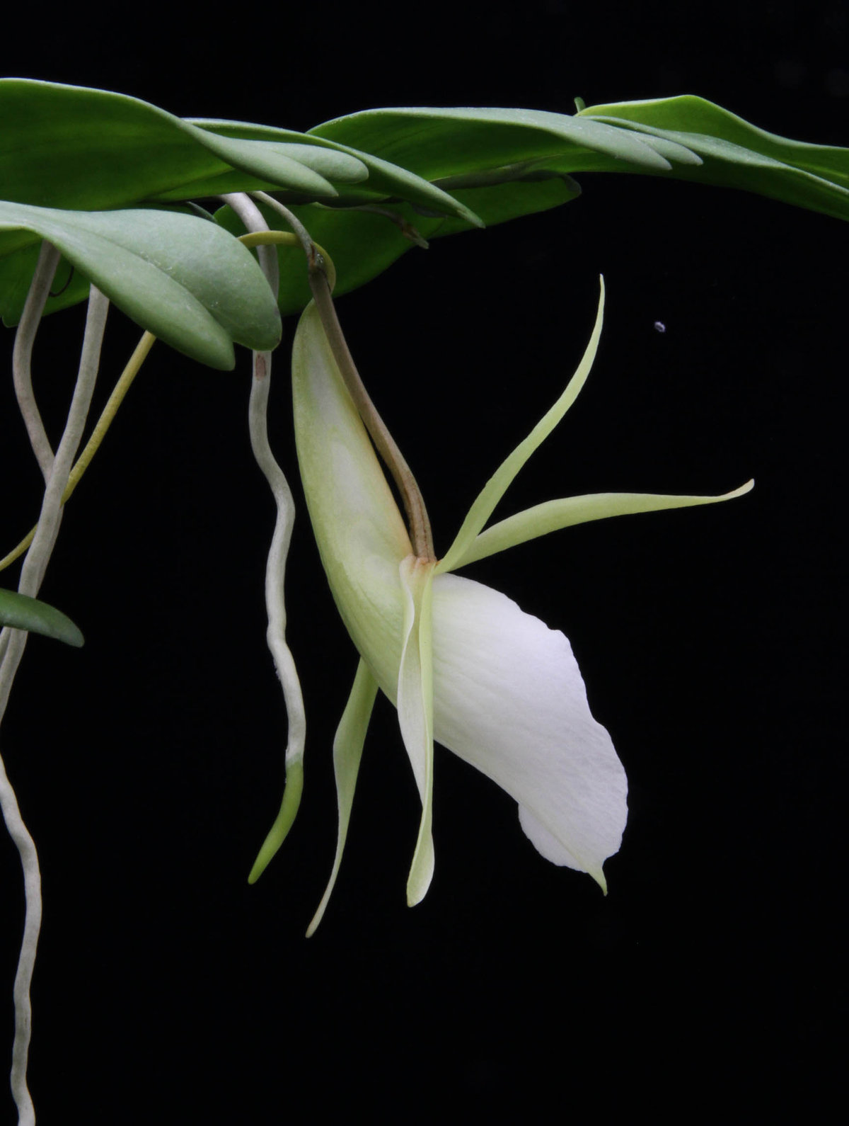 ランと遊ぶ : Angraecum infundibulare 良くできました。