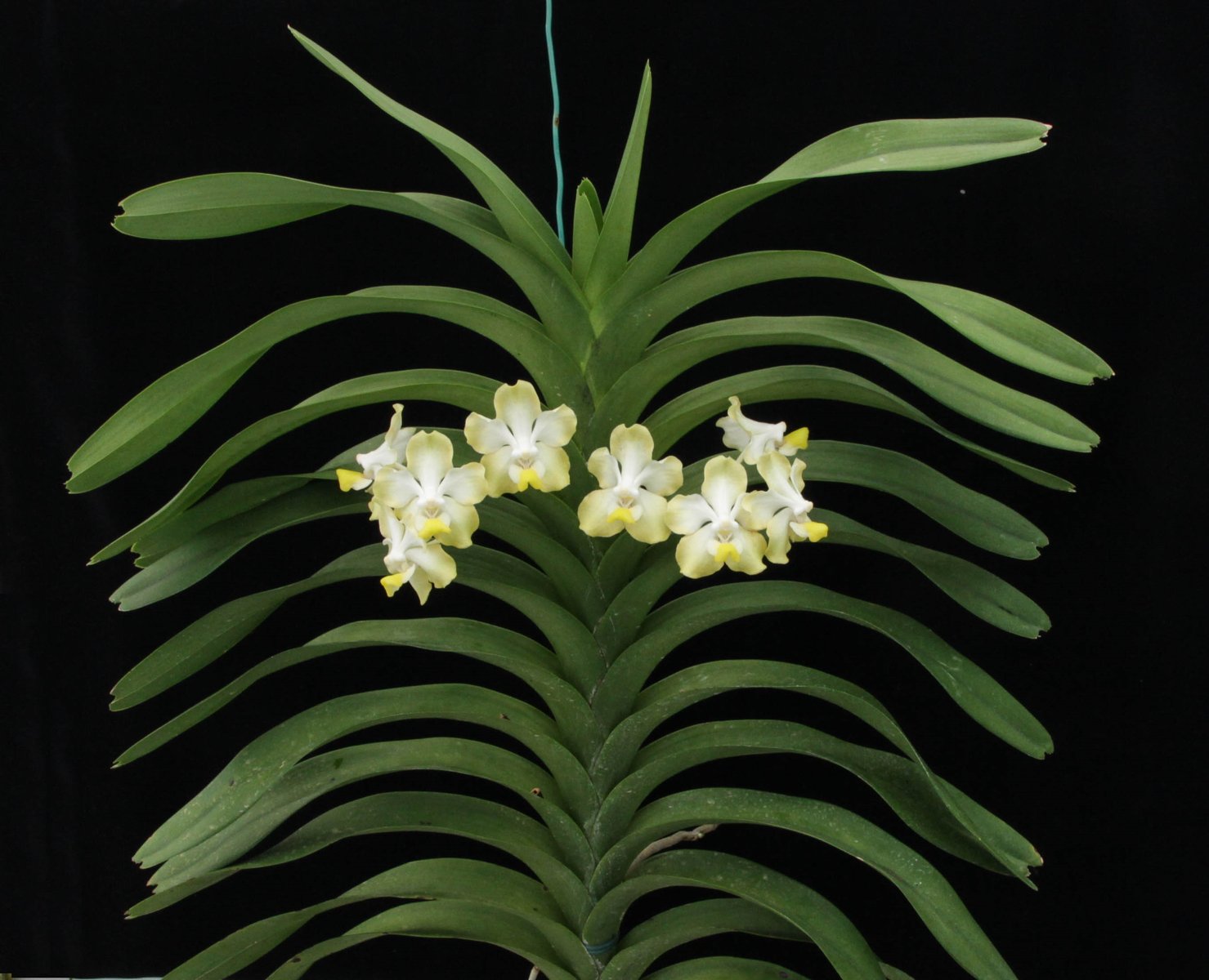 ランと遊ぶ : 2017年 ベストテン - 9 Vanda dearei