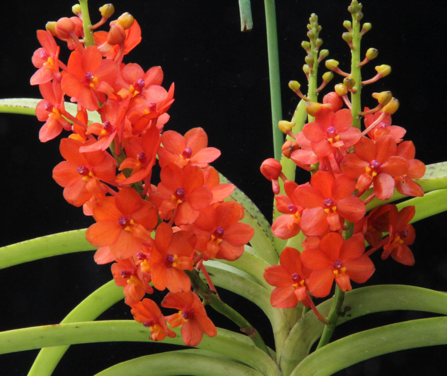 ランと遊ぶ : Vanda curvifolia 子だくさん