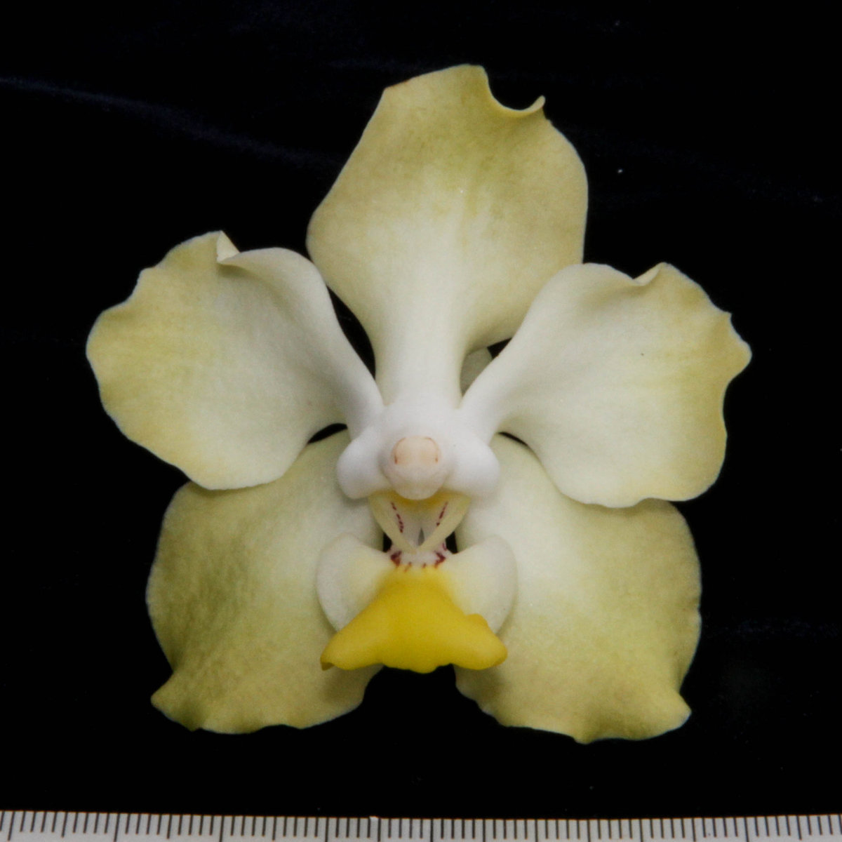 ランと遊ぶ : 首長比 Vanda dearei