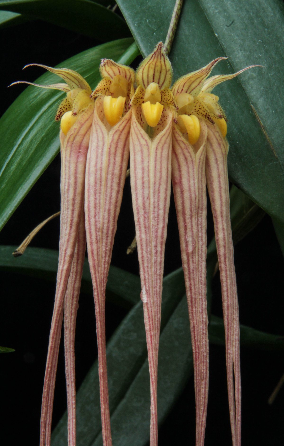 ランと遊ぶ : Bulb. longissimum 6輪