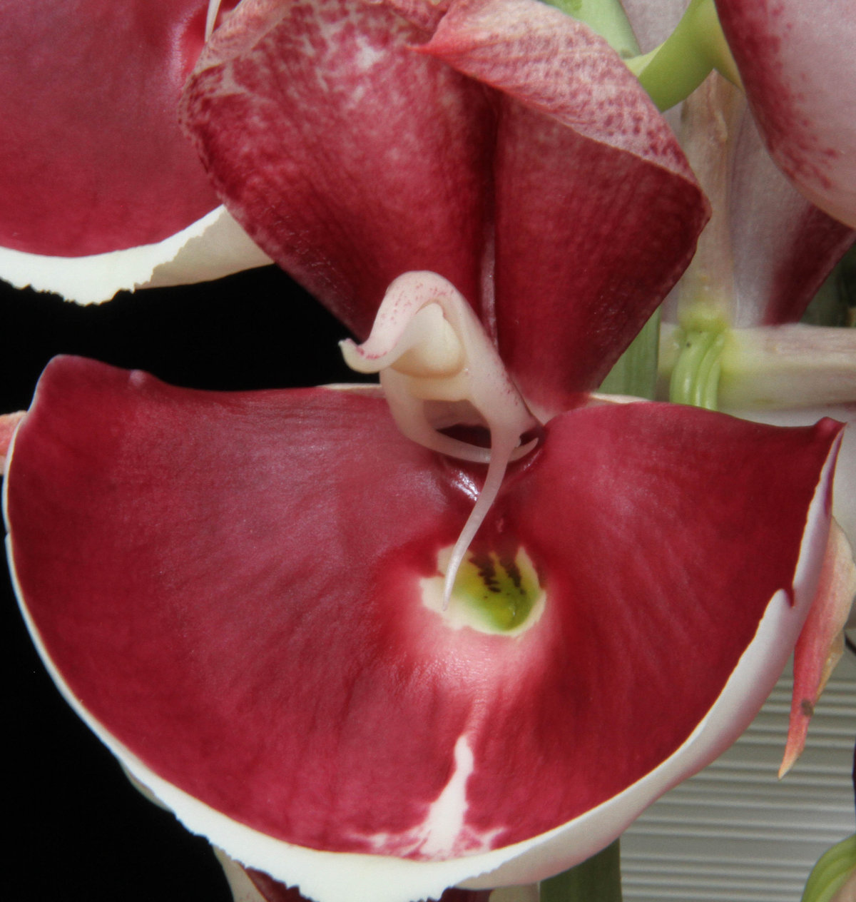 ランと遊ぶ : Catasetum pileatum 'Imperiale Pierre Couret' HCC/AOS