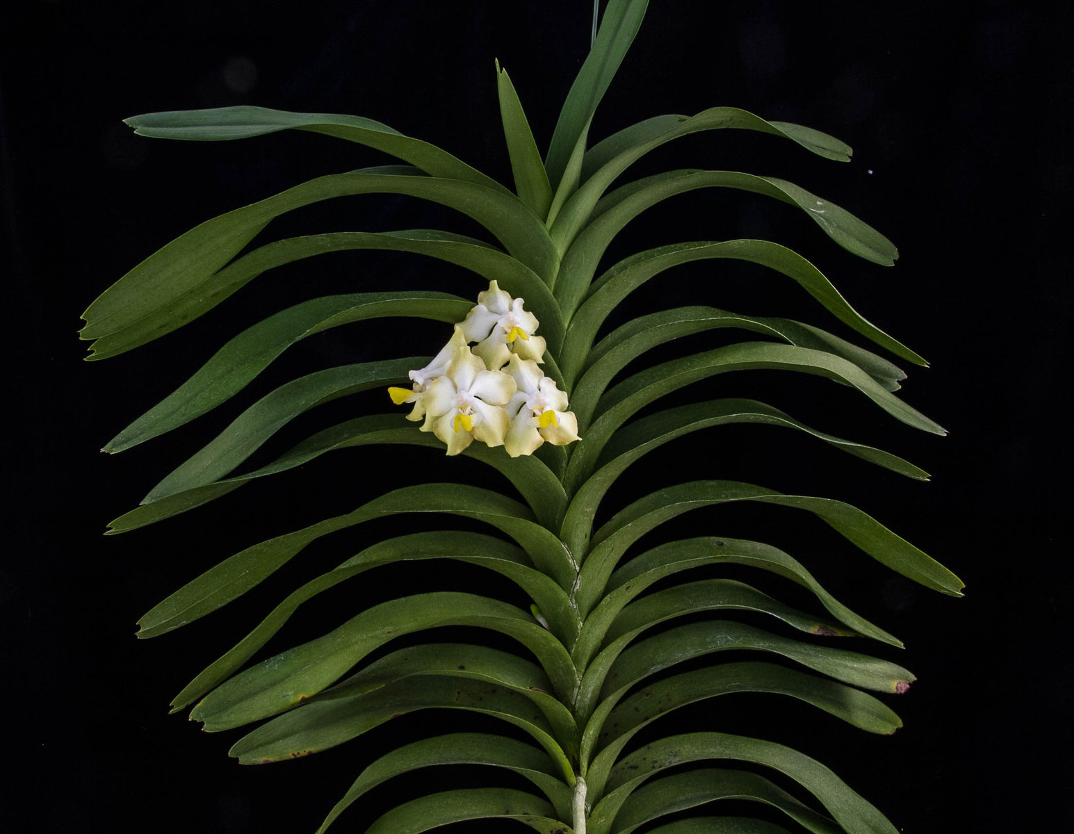 ランと遊ぶ : Vanda dearei 今シーズン5本の花芽