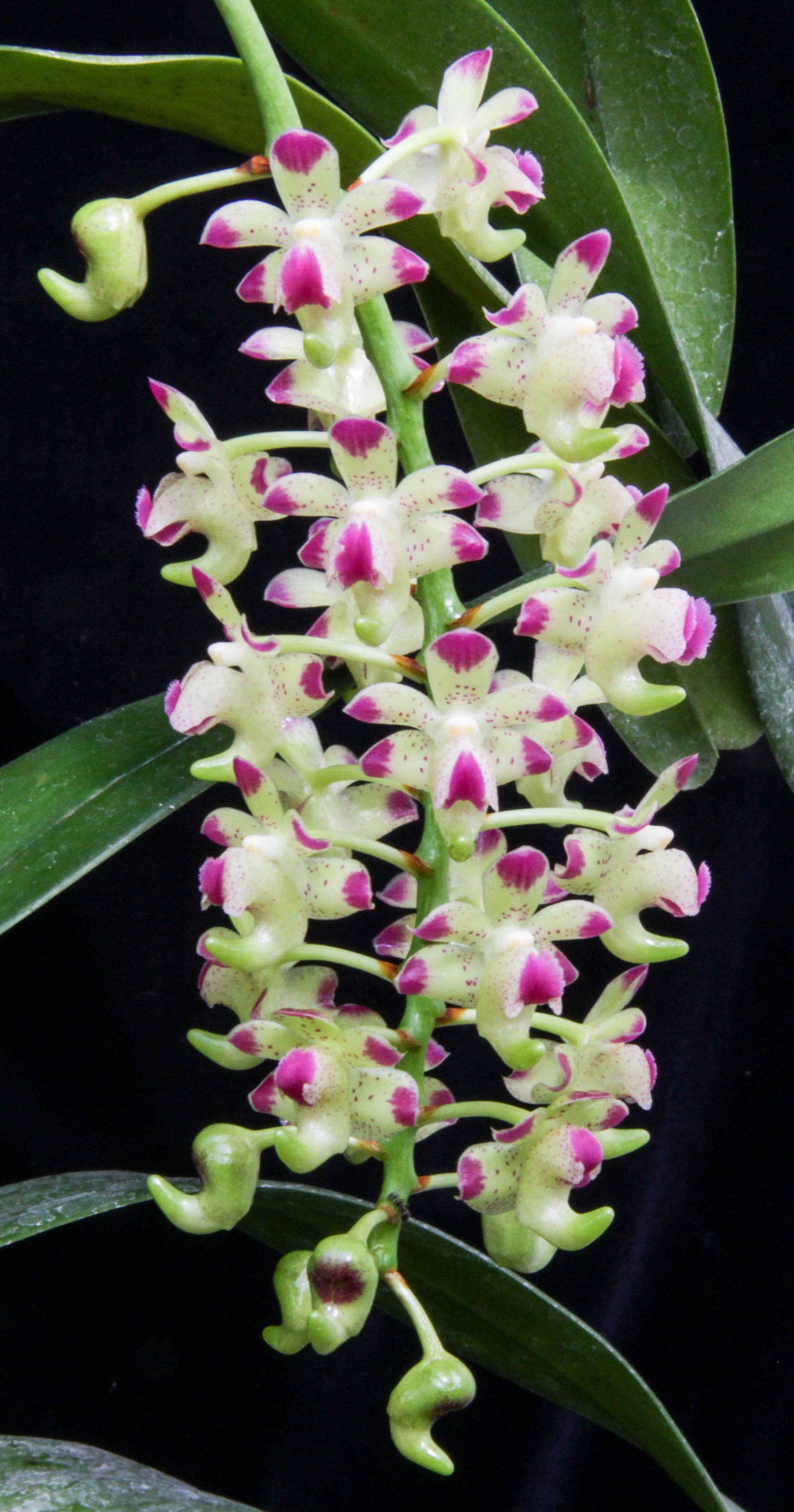 ランと遊ぶ : 2018年 ベストテン No.10 Aerides quinquevulnera