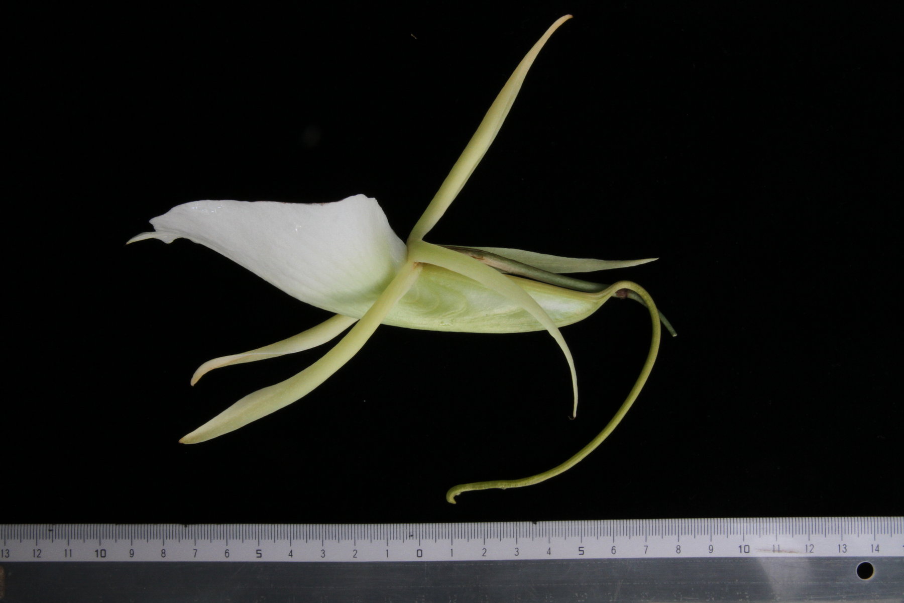 ランと遊ぶ : Angraecum infundibulare 距の中の蜜