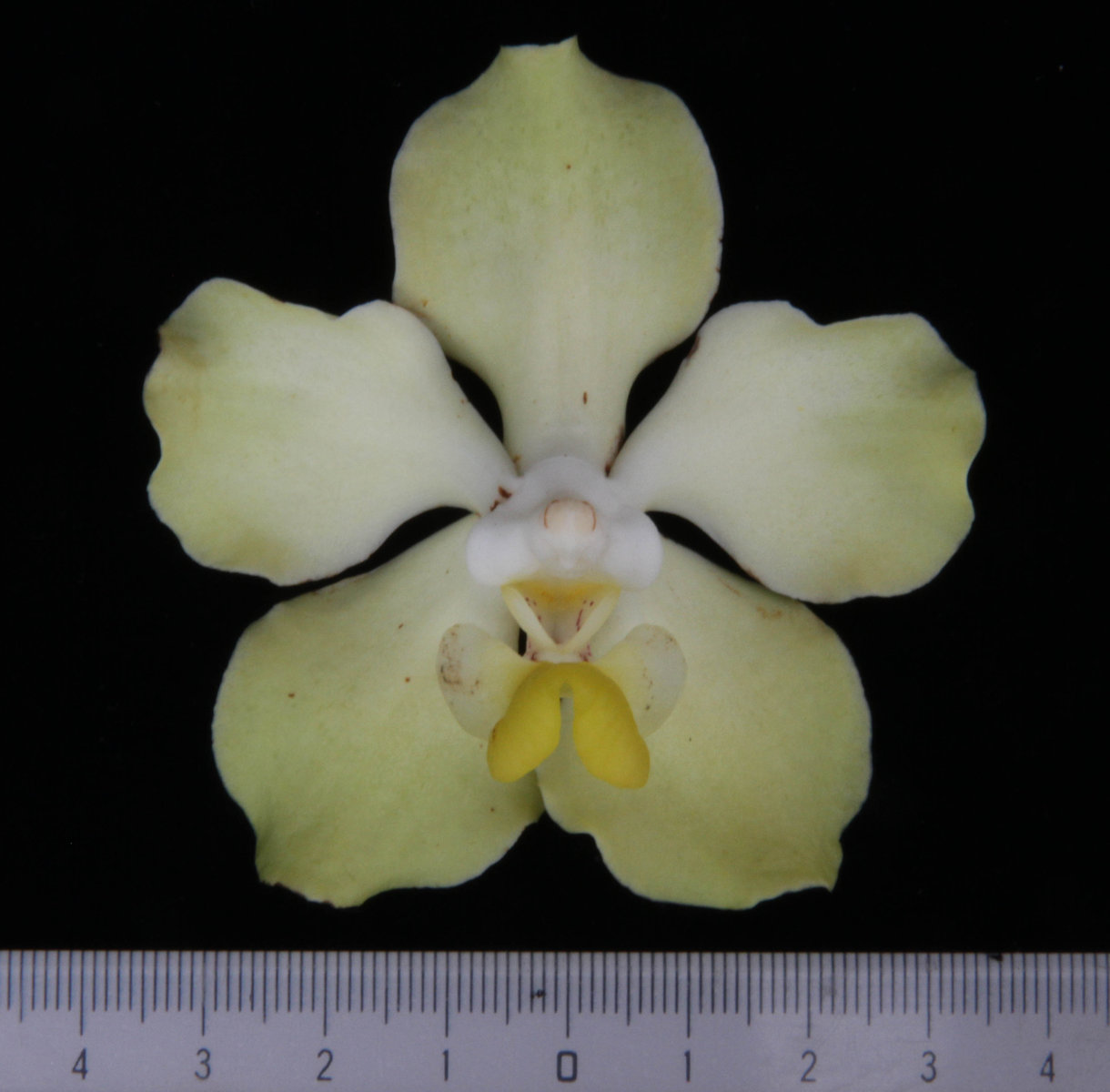 ランと遊ぶ : Vanda dearei AOS入賞記録