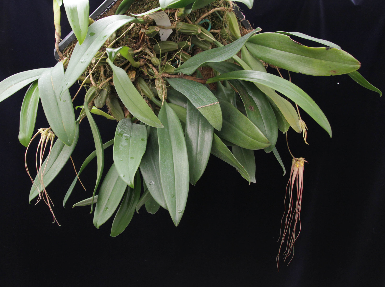 ランと遊ぶ : Bulb. longissimum 大株になりましたが、