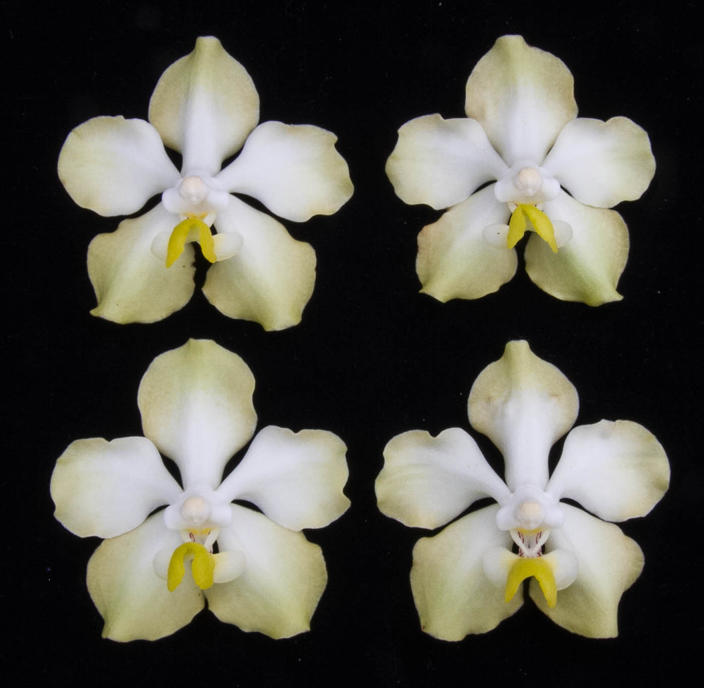 ランと遊ぶ : Vanda dearei 2回目の開花