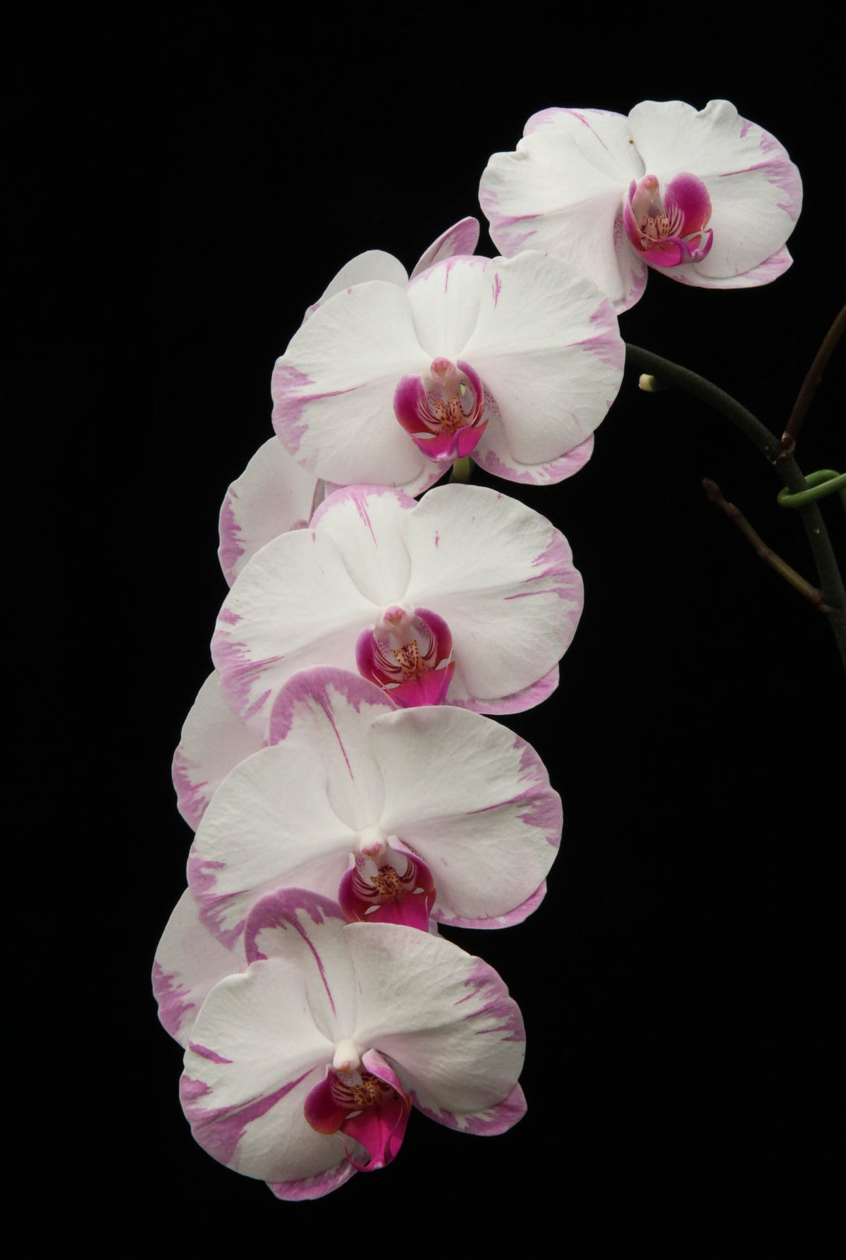 ランと遊ぶ : Phal. Big Champion Lightning 次のステップへ