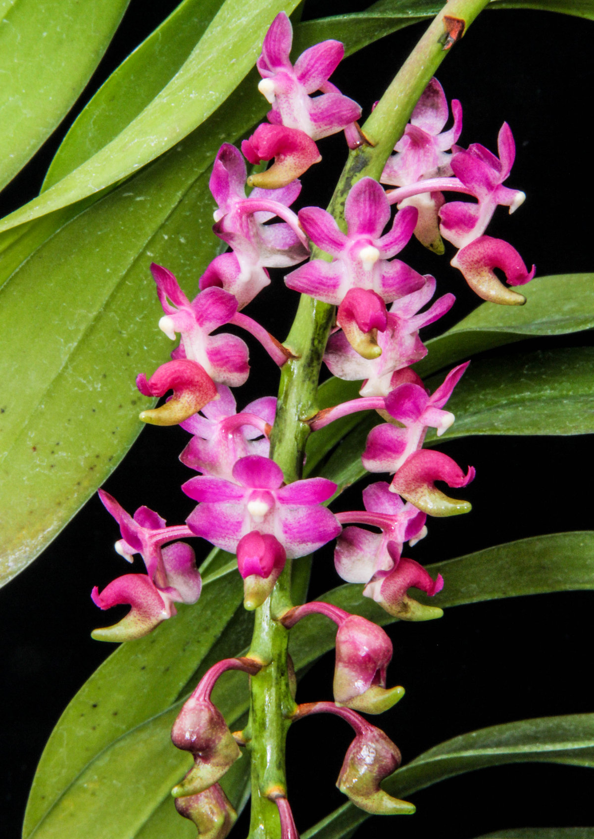 ランと遊ぶ : Aerides quinquevulnera