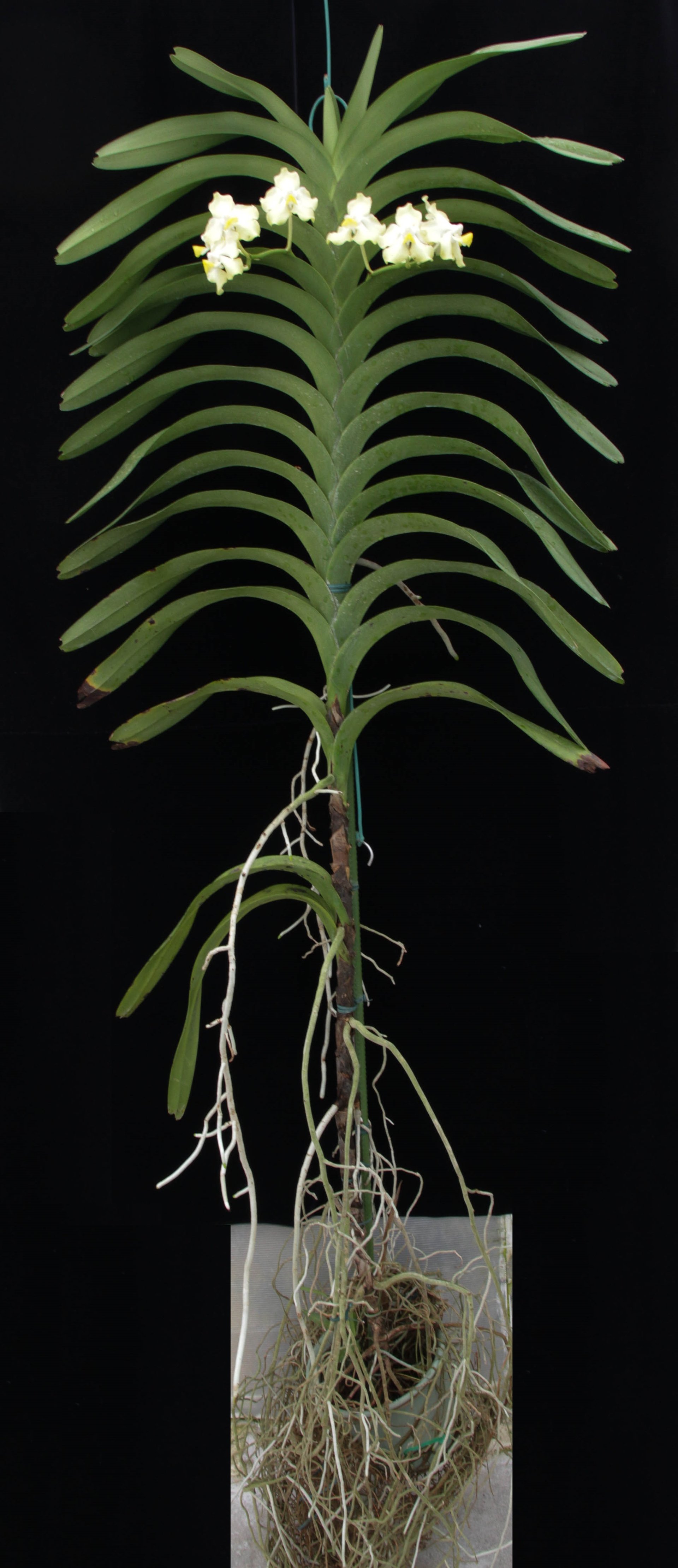 ランと遊ぶ : Vanda dearei 植替え