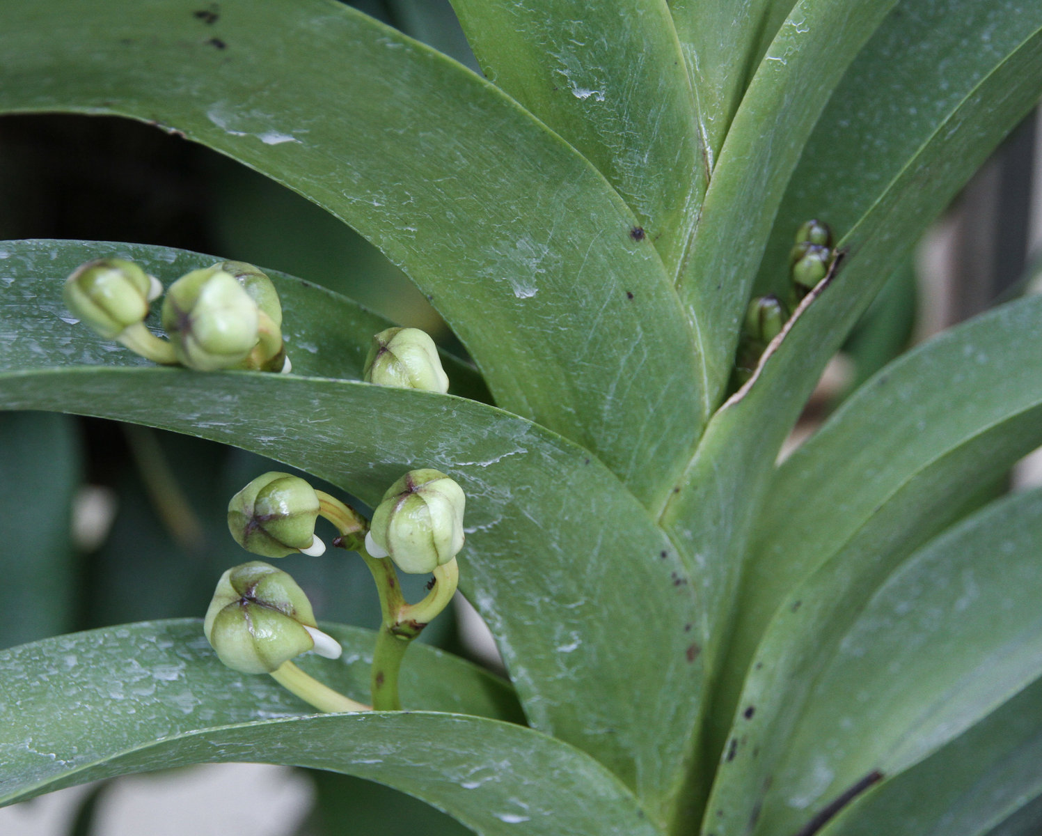 ランと遊ぶ : Vanda dearei 4花茎