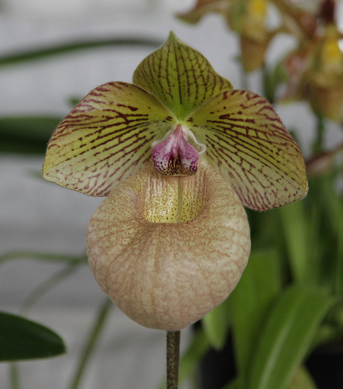 ランと遊ぶ : 世界らん展日本大賞2017 パフィオペディラムの仲間 1