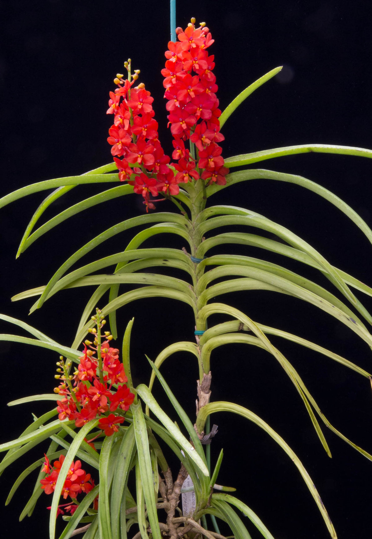 ランと遊ぶ : Vanda curvifolia 赤色