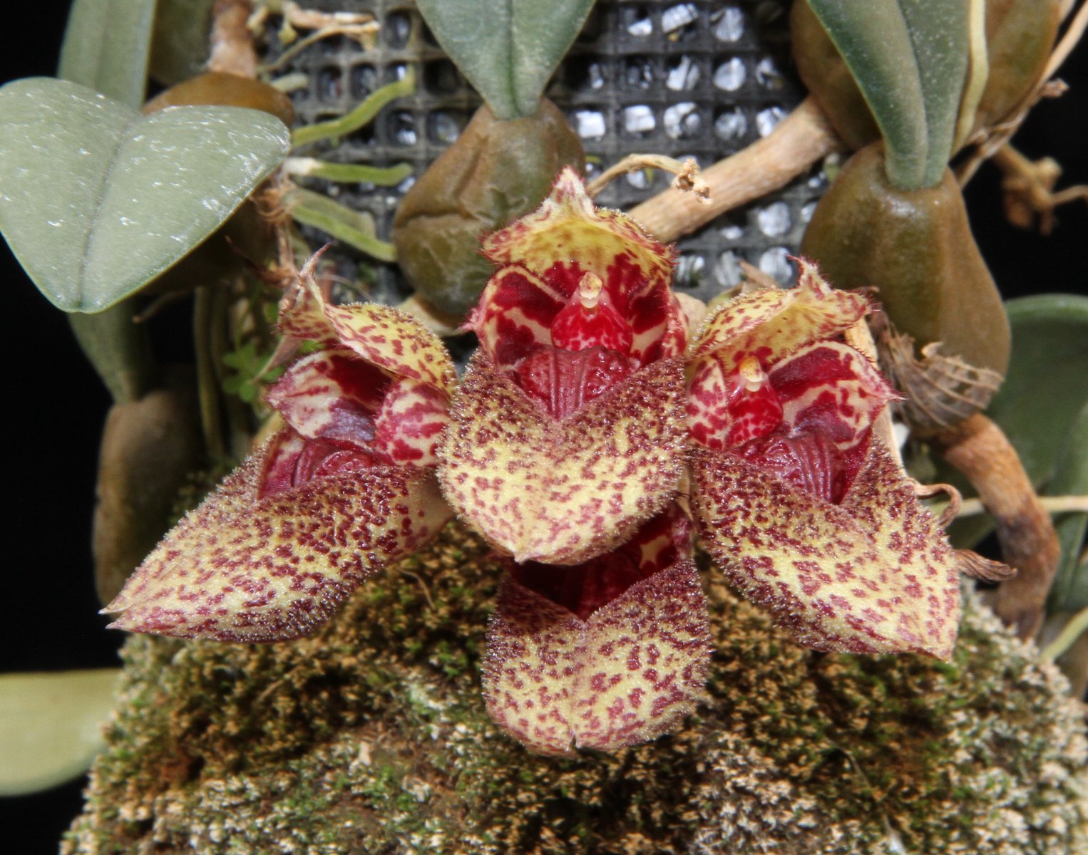 ランと遊ぶ : Bulb. frostii 乾燥しすぎです。