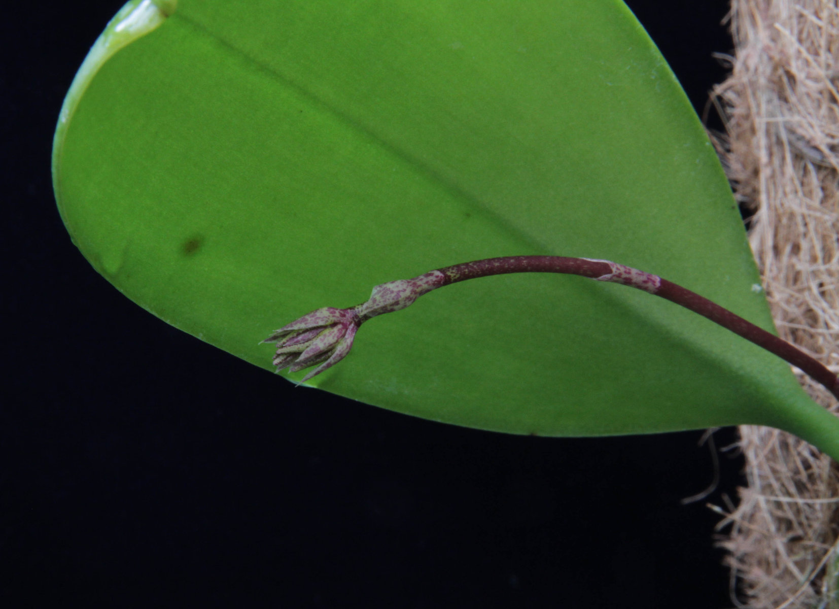 ランと遊ぶ : Bulb. longissimum 花芽発見