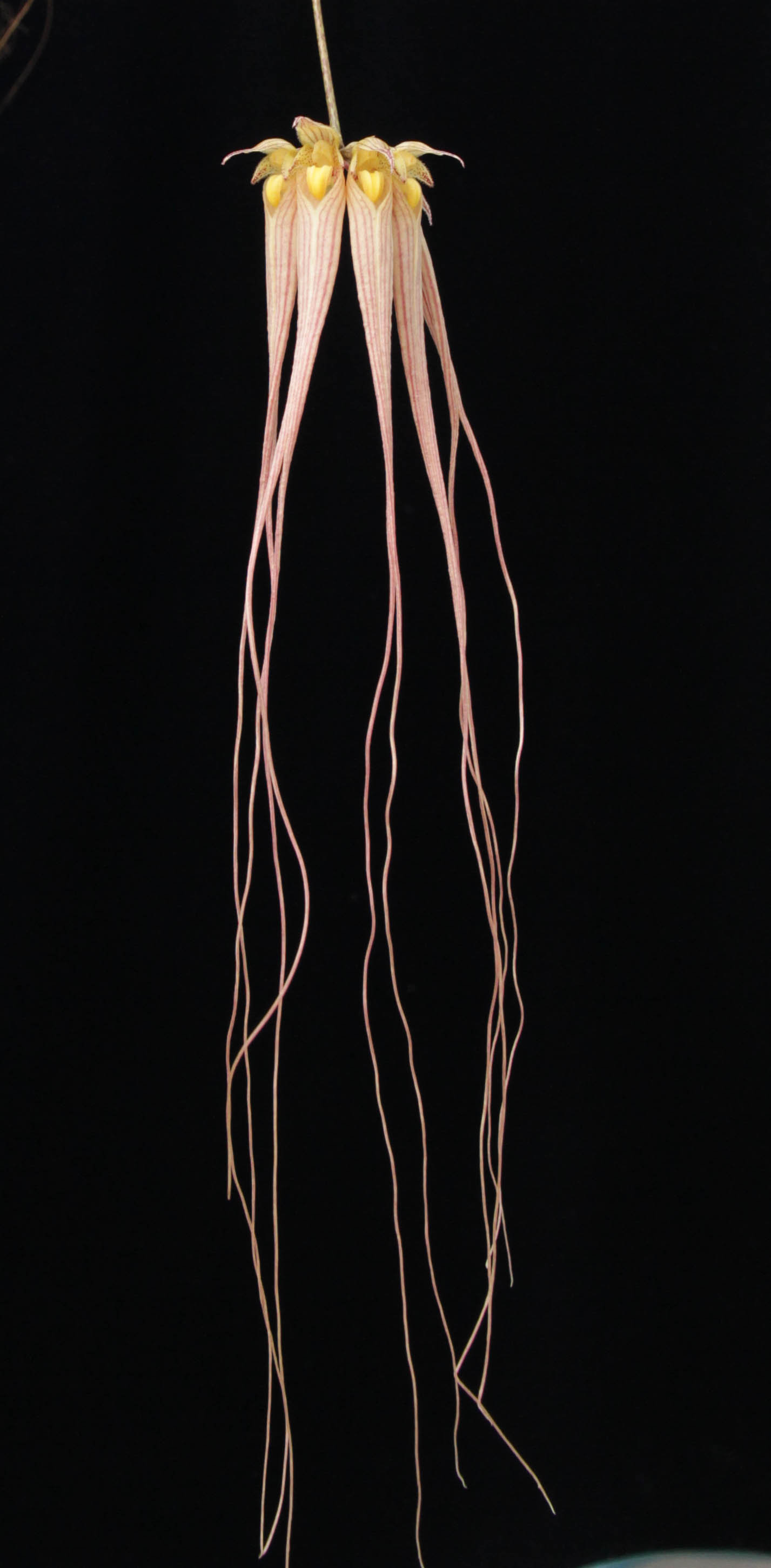 ランと遊ぶ : Bulb. longissimum 大株になりましたが、