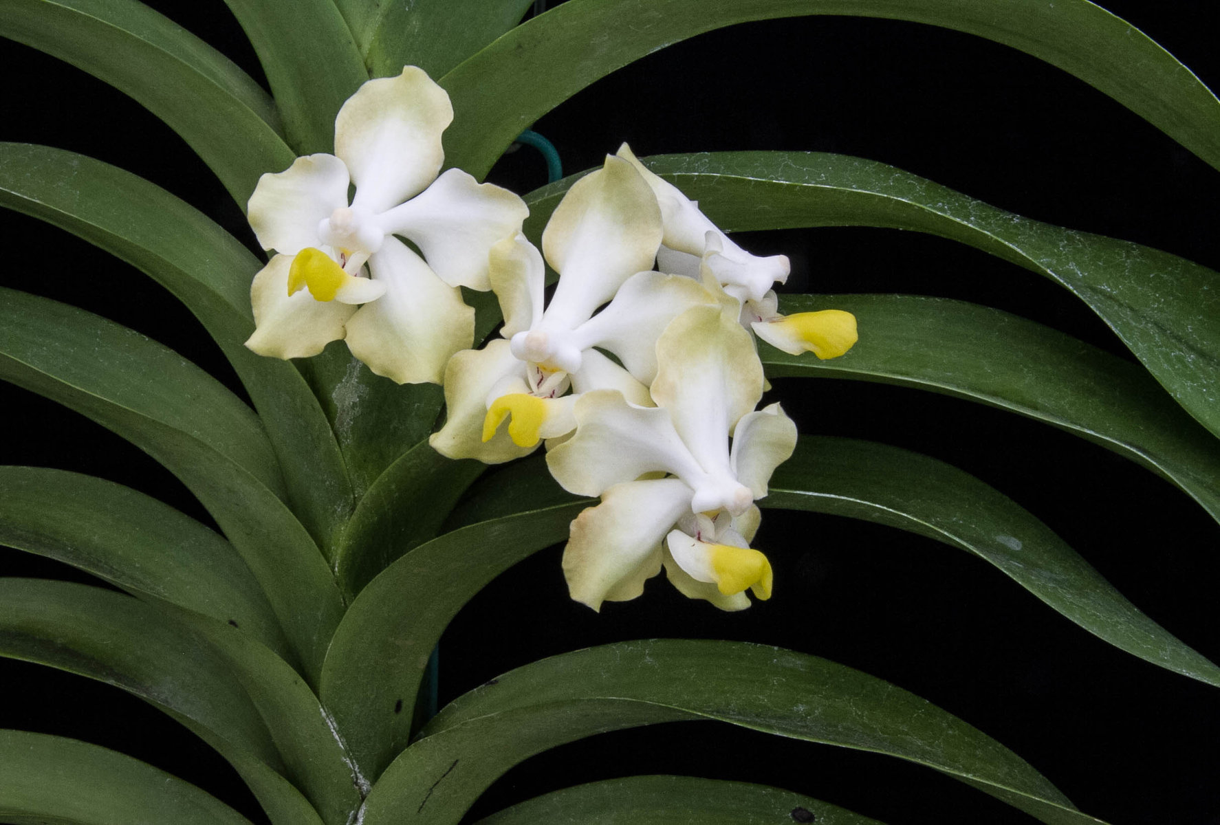 ランと遊ぶ : Vanda dearei 2回目の開花