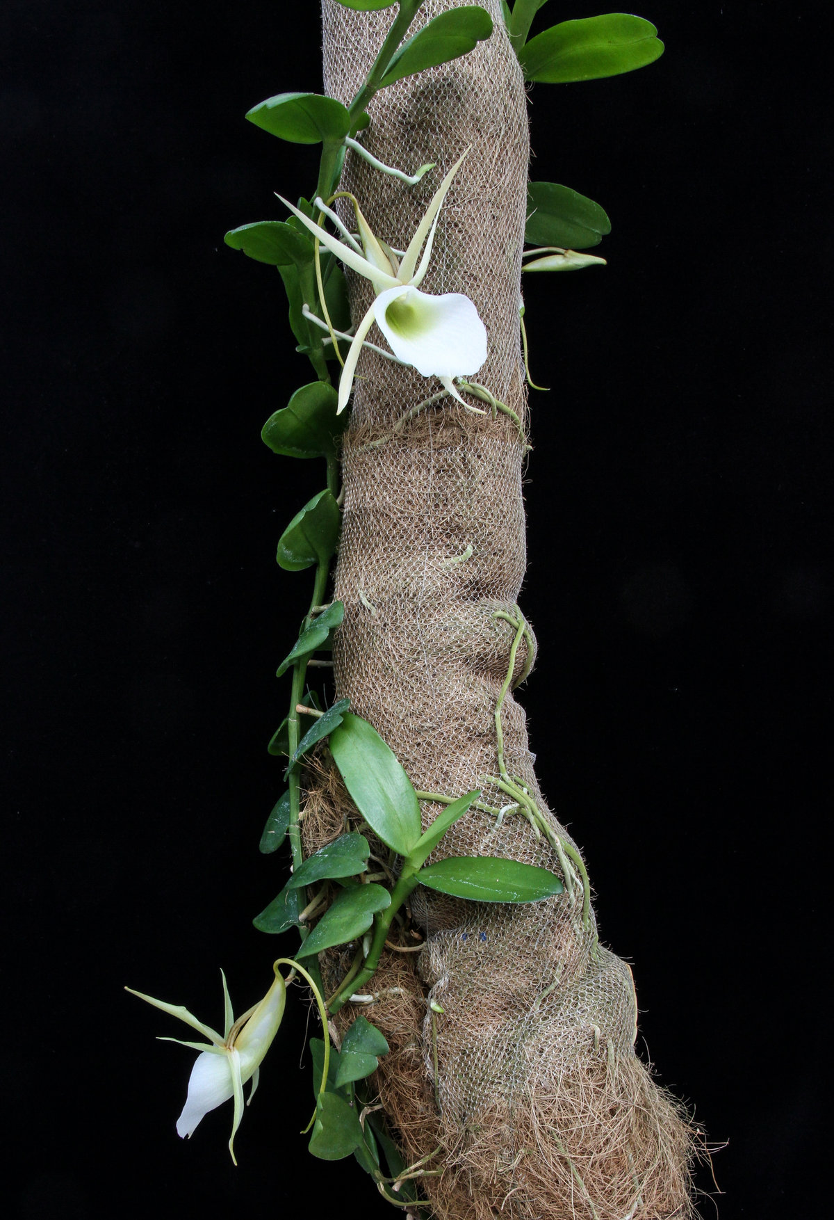 ランと遊ぶ : Angraecum infundibulare 開花